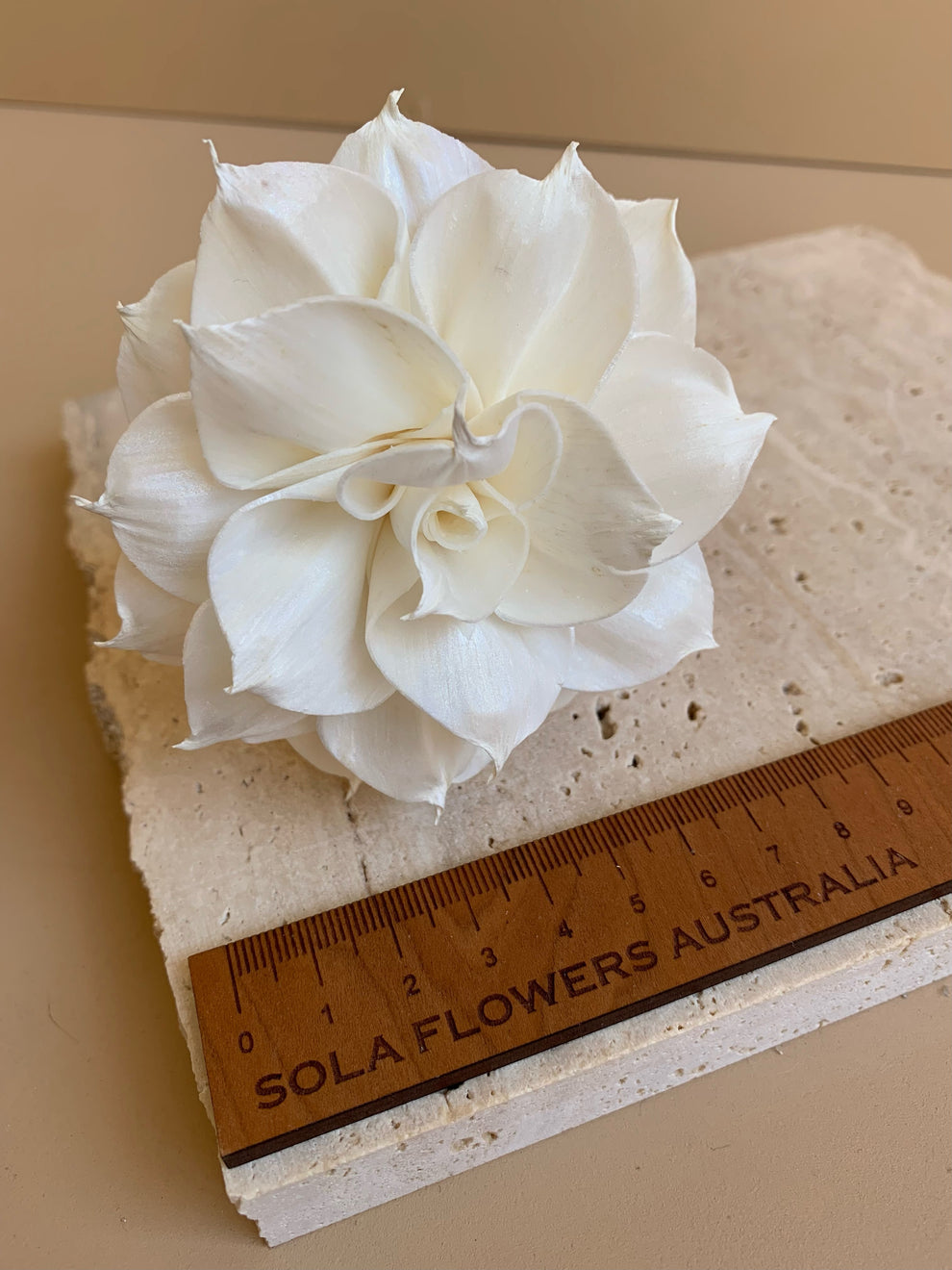 Dahlia – Sola Flowers Australia